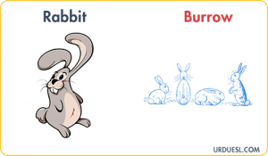 Homes of Animals with Names and Pictures - Download pdf