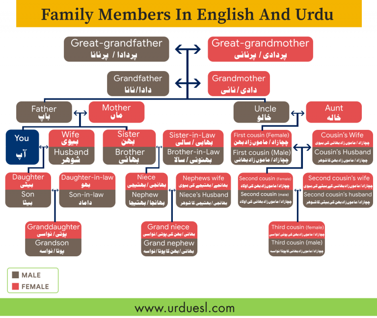 Family Members in English and Urdu - Family Tree