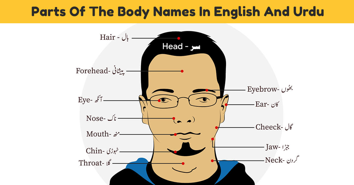 Parts Of Body Names In English And Urdu With Pictures Download PDF