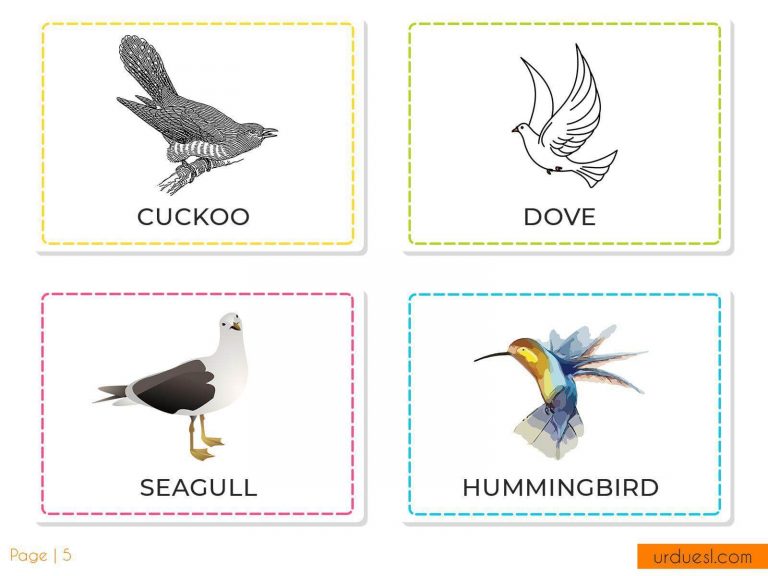 A to Z Bird Names List in English with Pictures - Download in Pdf