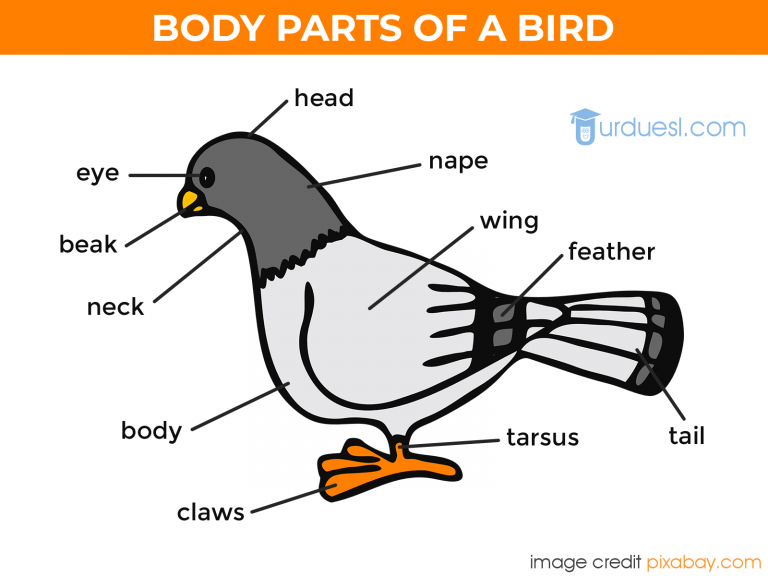 A to Z Bird Names List in English with Pictures - Download in Pdf