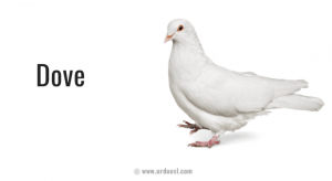 A to Z Bird Names List in English with Pictures - Download in Pdf