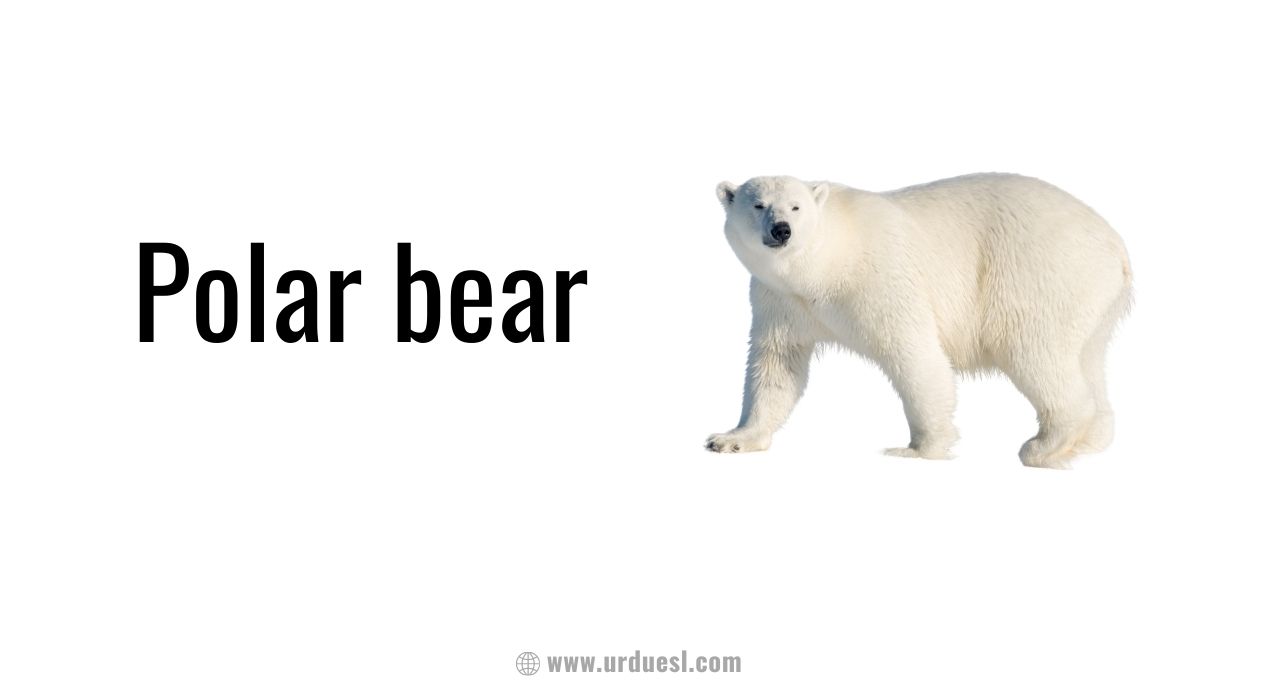 List of A to Z Winter Vocabulary Words with Pictures